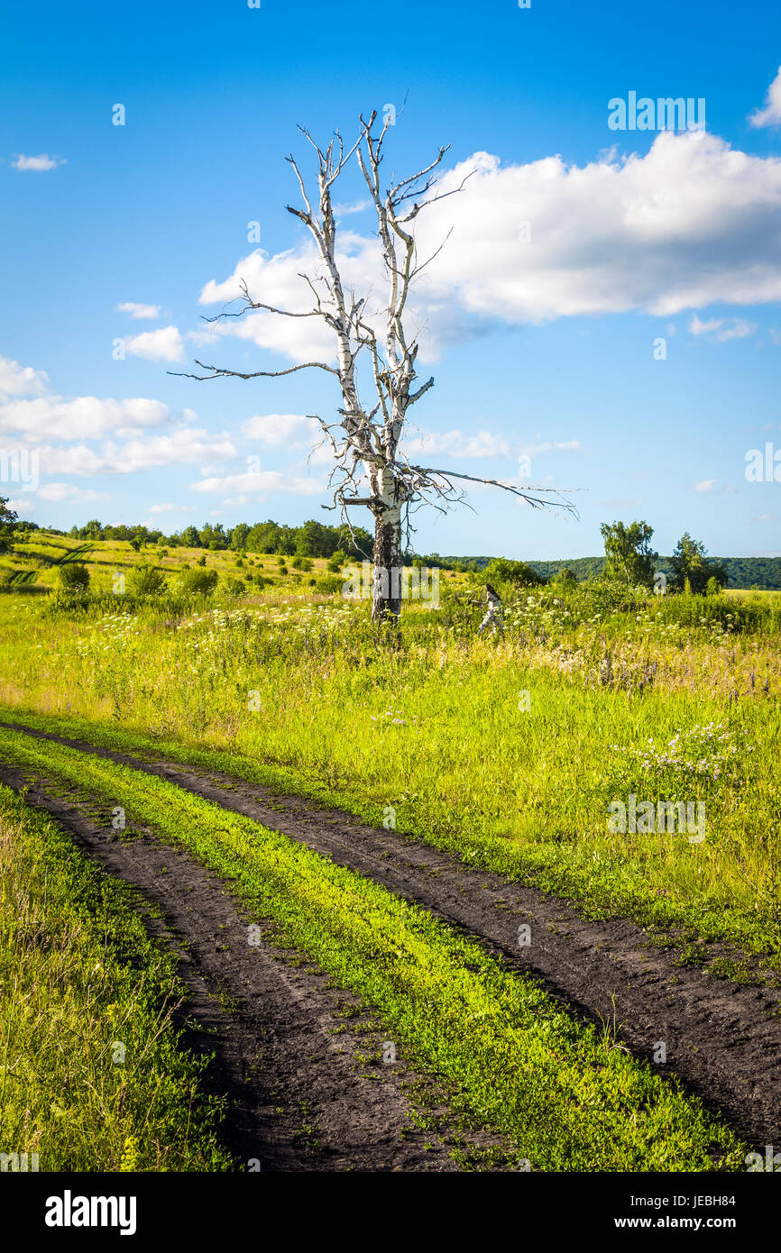 The old dry birch tree stands alone beside a rural road Stock Photo - Alamy