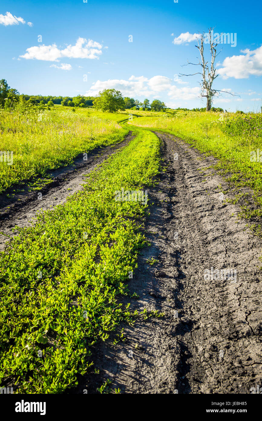 The old dry birch tree stands alone beside a rural road Stock Photo - Alamy
