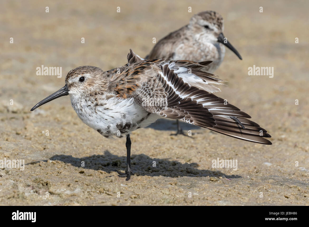 North american dunlin hi-res stock photography and images - Alamy