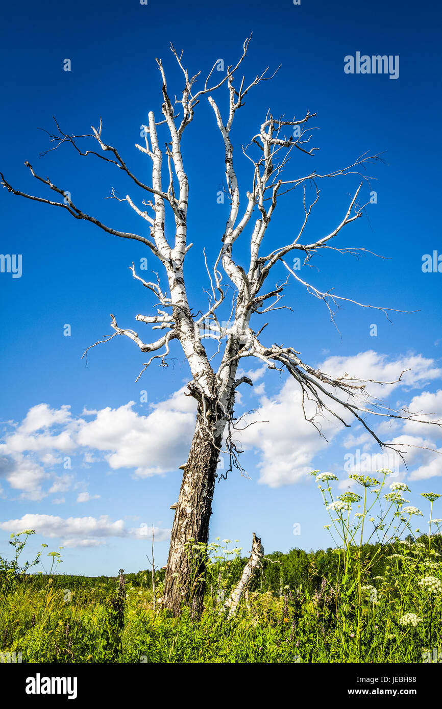 Old dry birch tree hi-res stock photography and images - Alamy