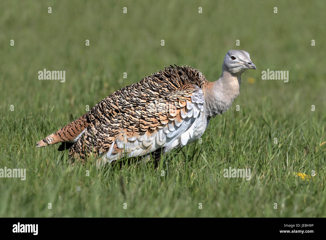 Heaviest flying bird hi-res stock photography and images - Alamy