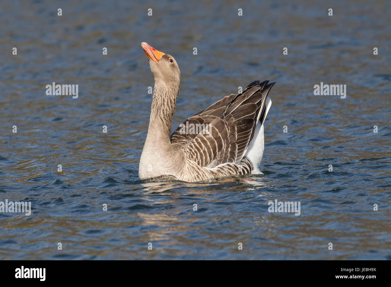 Largest british goose hi-res stock photography and images - Alamy