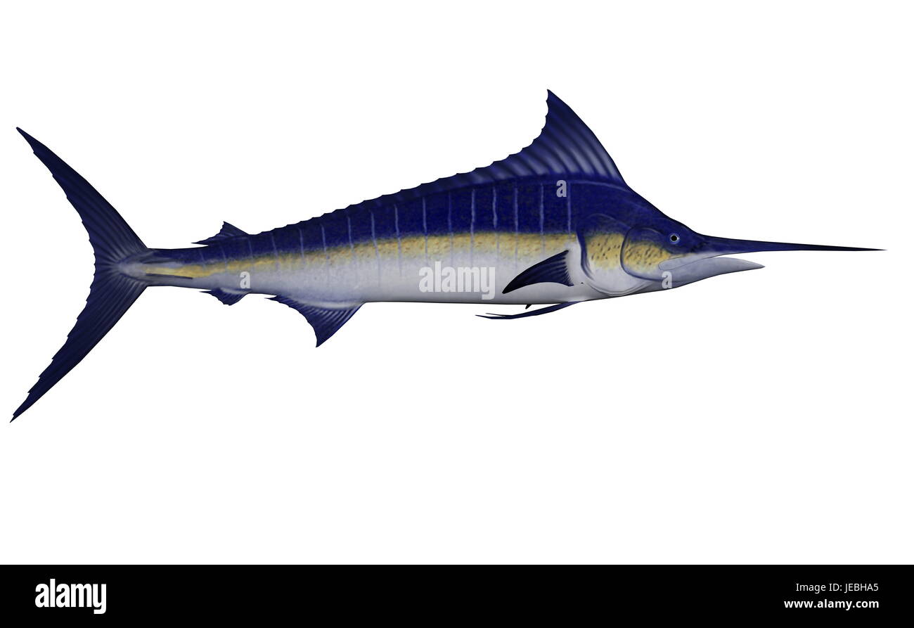 Marlin fish isolated in white background - 3D render Stock Photo - Alamy