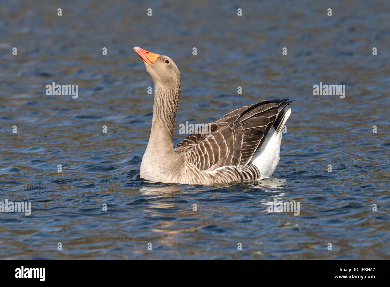 Largest british goose hi-res stock photography and images - Alamy