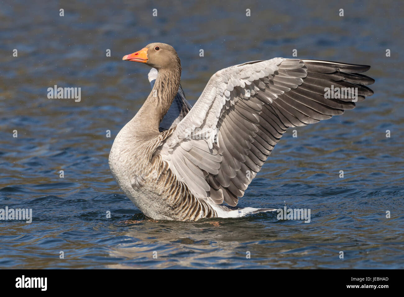 Largest British Goose High Resolution Stock Photography and Images - Alamy