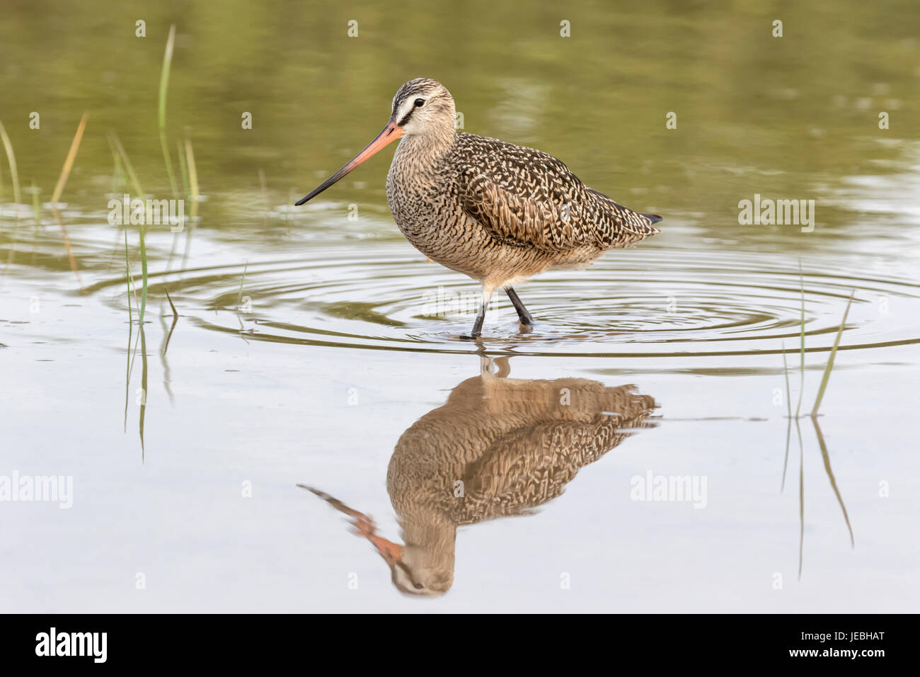 Marbled godwit limosa fedoa wading hi-res stock photography and images ...