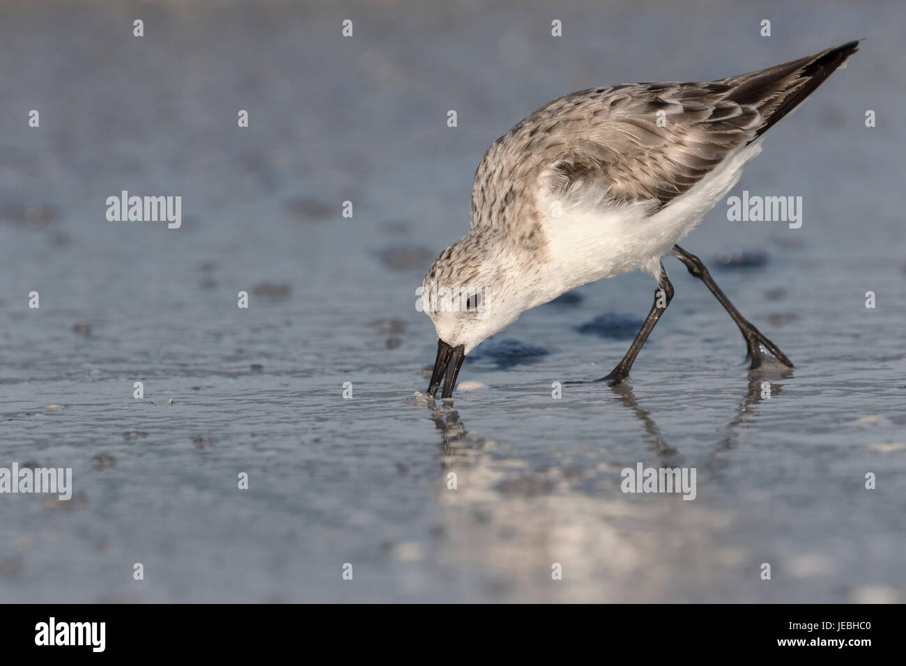 Sanderling species hi-res stock photography and images - Alamy