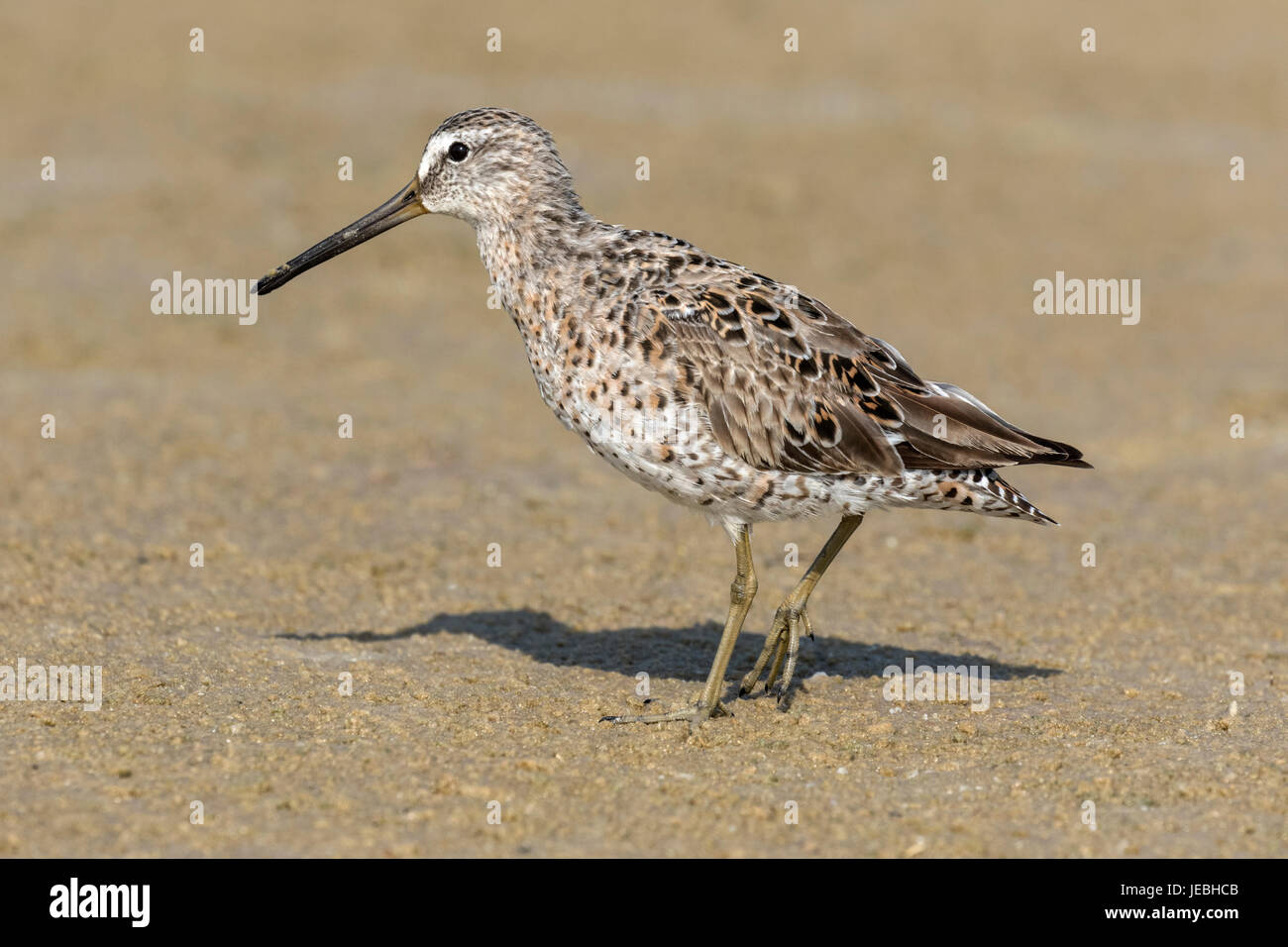 Short billed Dowitcher Stock Photo - Alamy