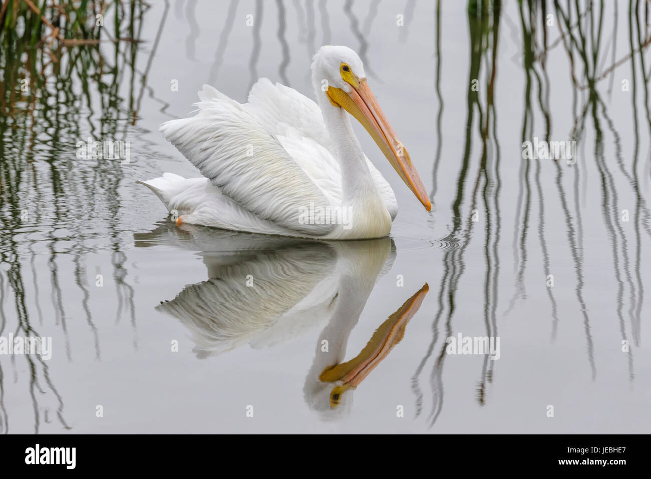 American white pelican breeding plumage hi-res stock photography and ...