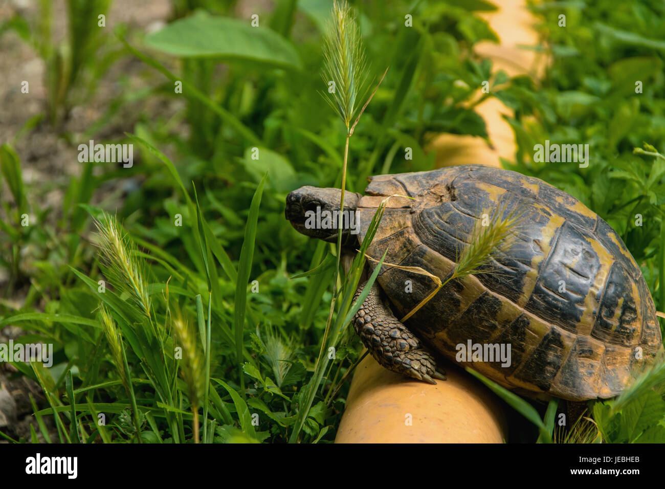 Turtle over the pipe overcoming obstacles Stock Photo - Alamy