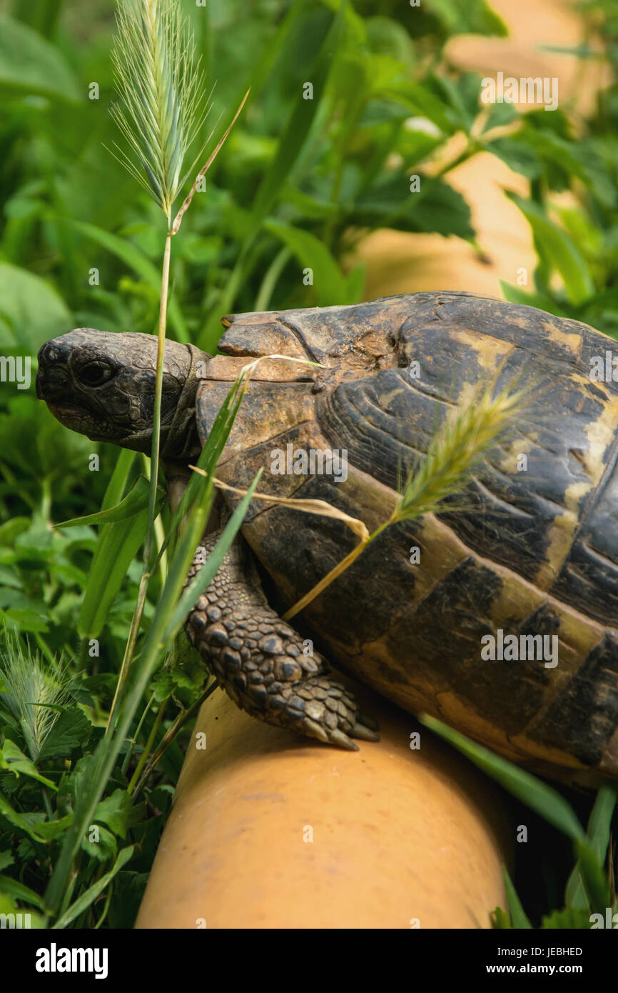 Turtle over the pipe overcoming obstacles Stock Photo - Alamy