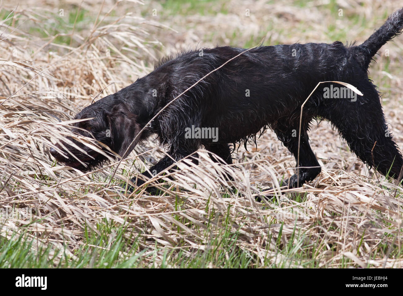 Spring bird activity hi-res stock photography and images - Alamy