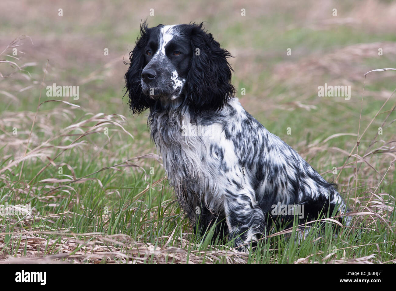 hunting dog spaniel sitting on the meadow Stock Photo - Alamy