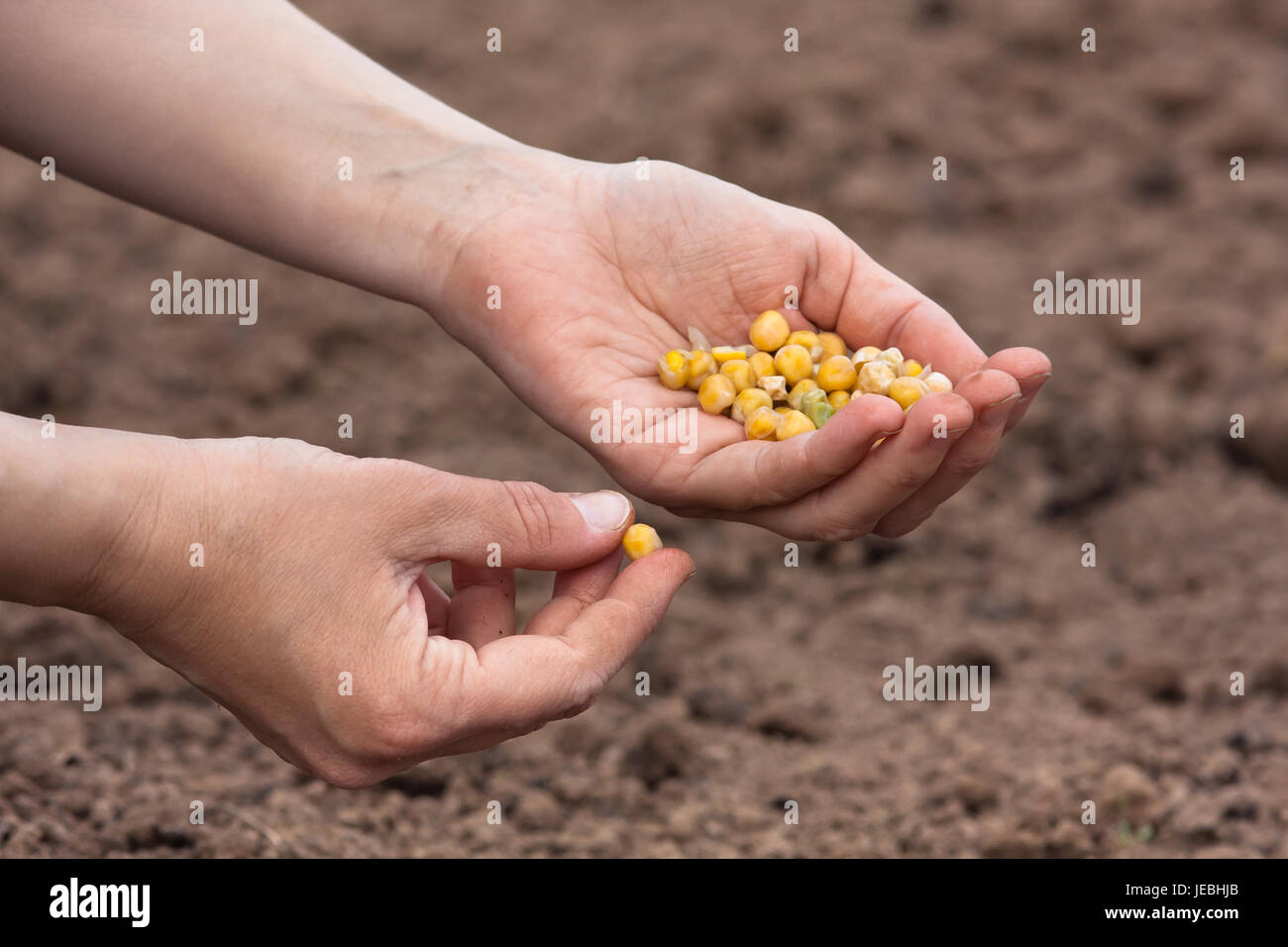 Farmer Sowing Seeds By Hand High Resolution Stock Photography and ...