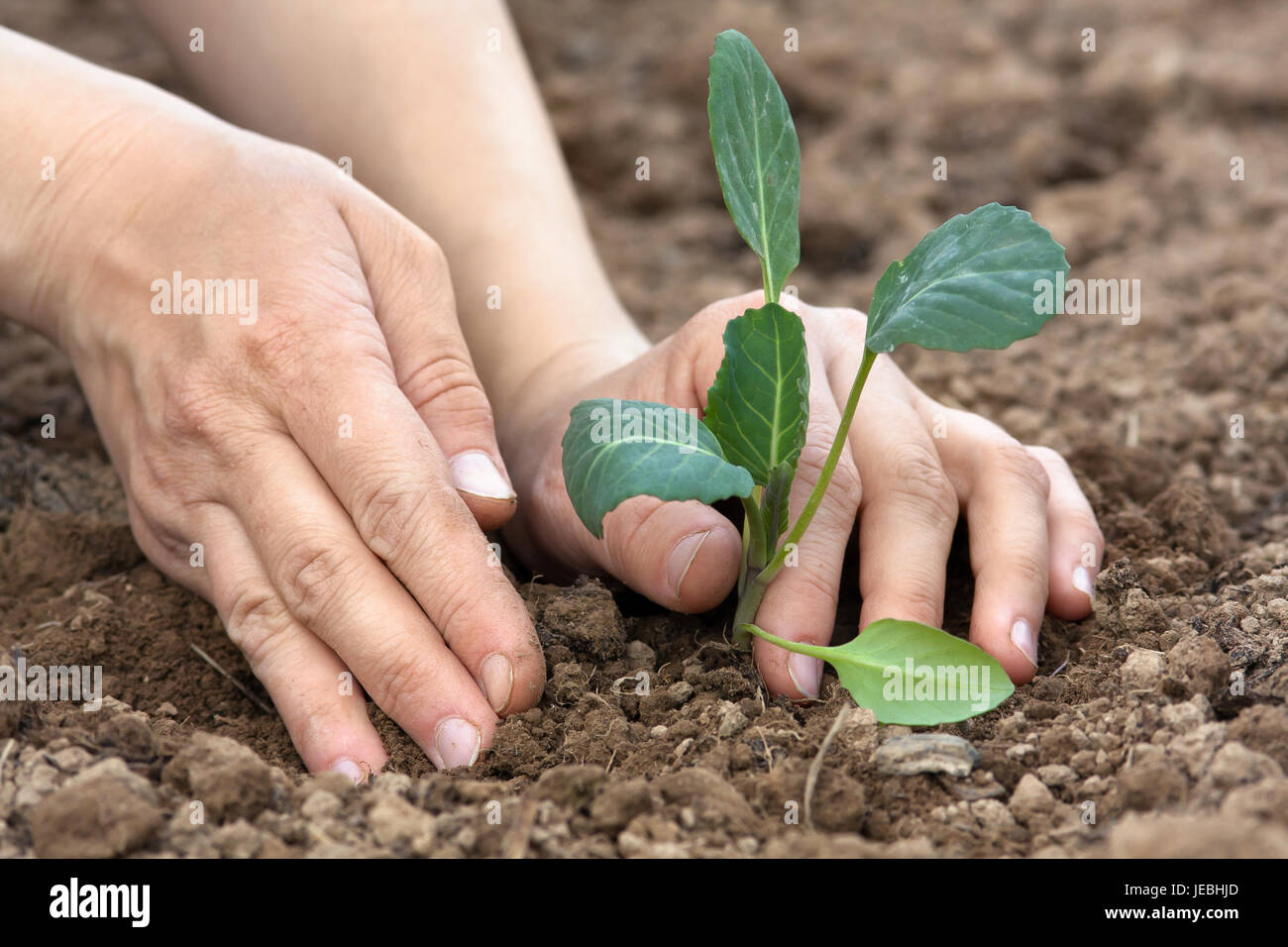 Planting cabbage seedling in garden hi-res stock photography and images ...