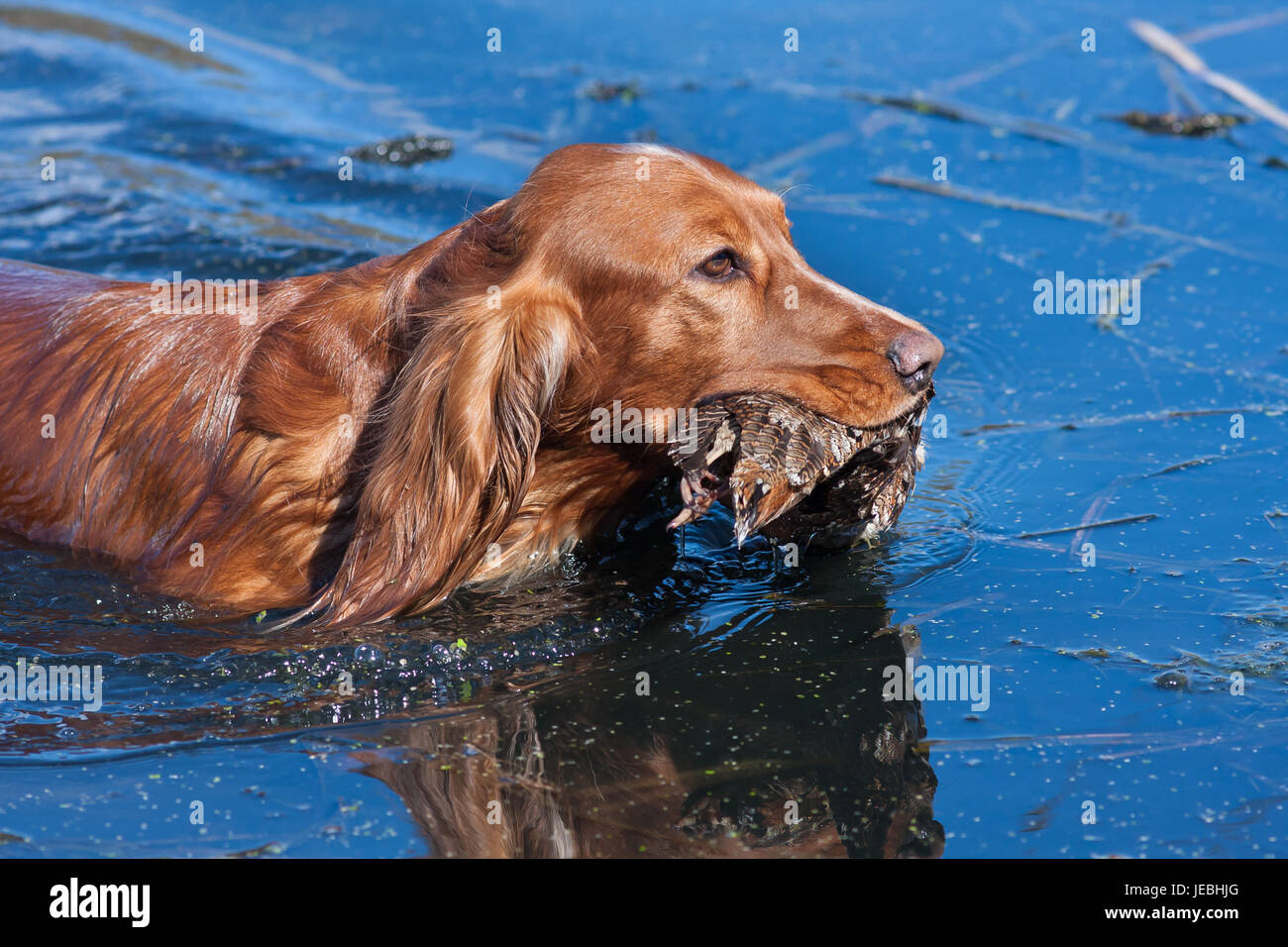 hunting dog swimming with prey in the water Stock Photo - Alamy