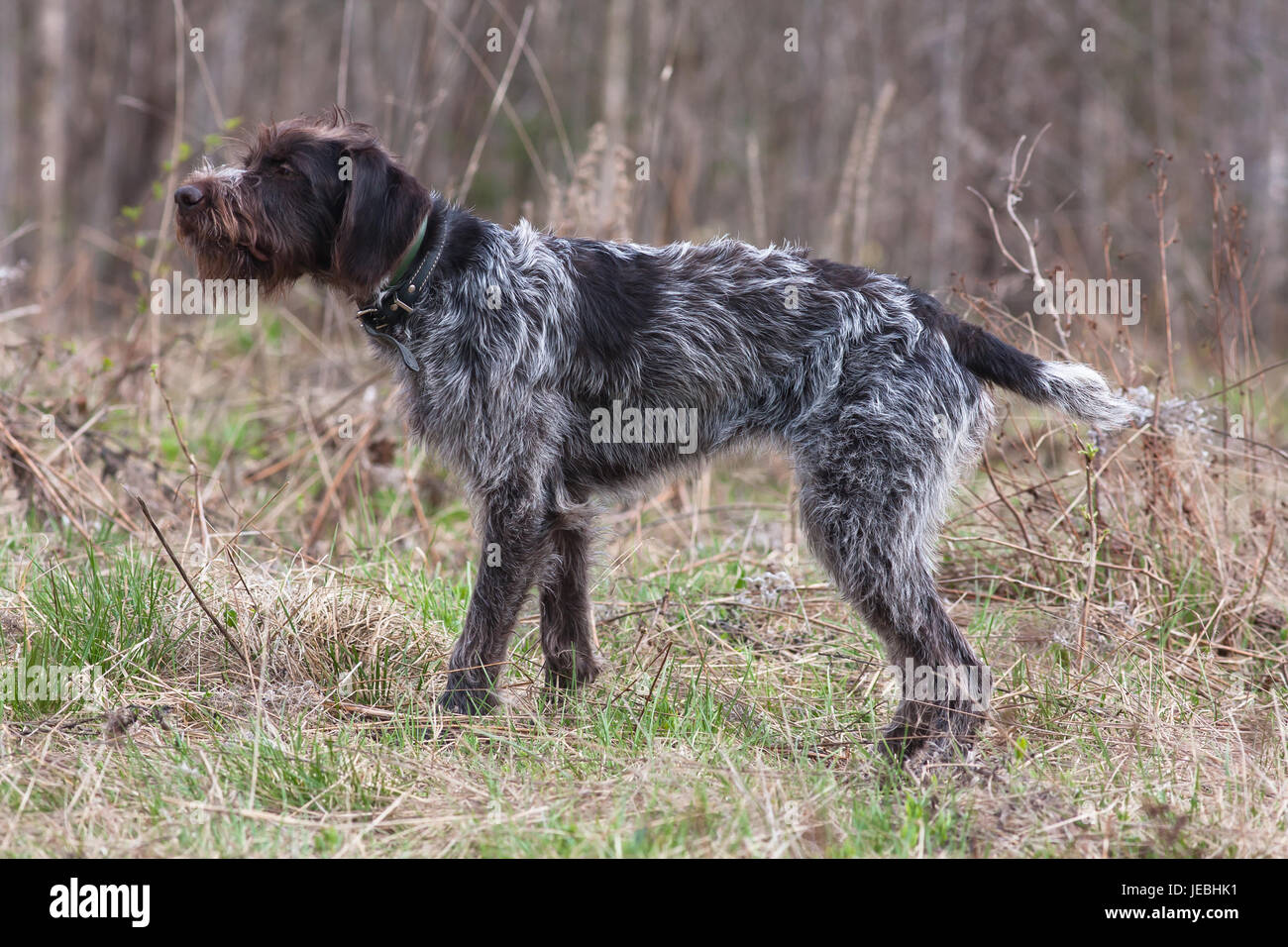 hunting dog german wirehaired pointer on the field Stock Photo - Alamy