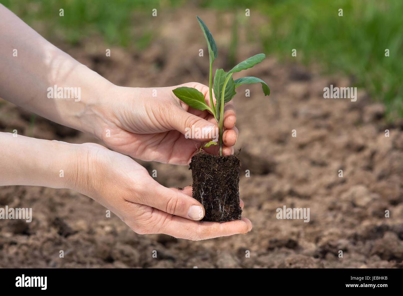 Baby Cabbage Plants