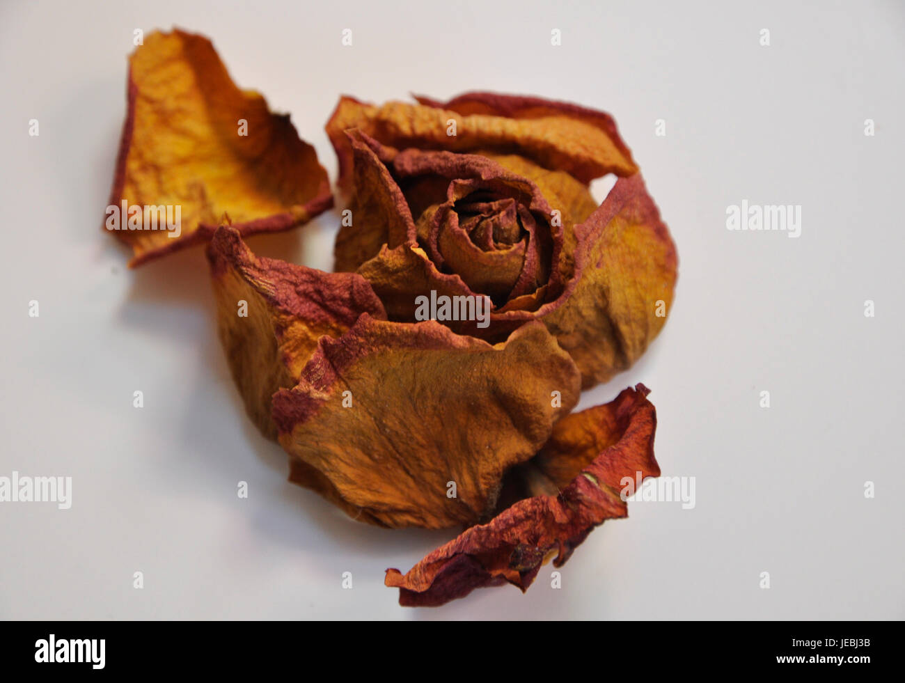 dried rose flower Stock Photo - Alamy