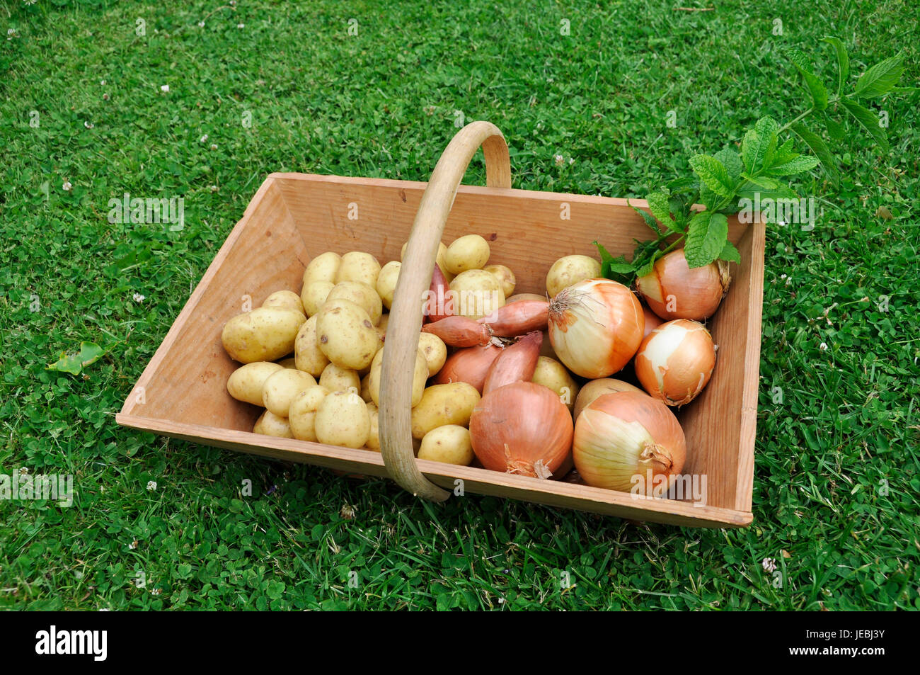 vegetables in garden trug Stock Photo - Alamy