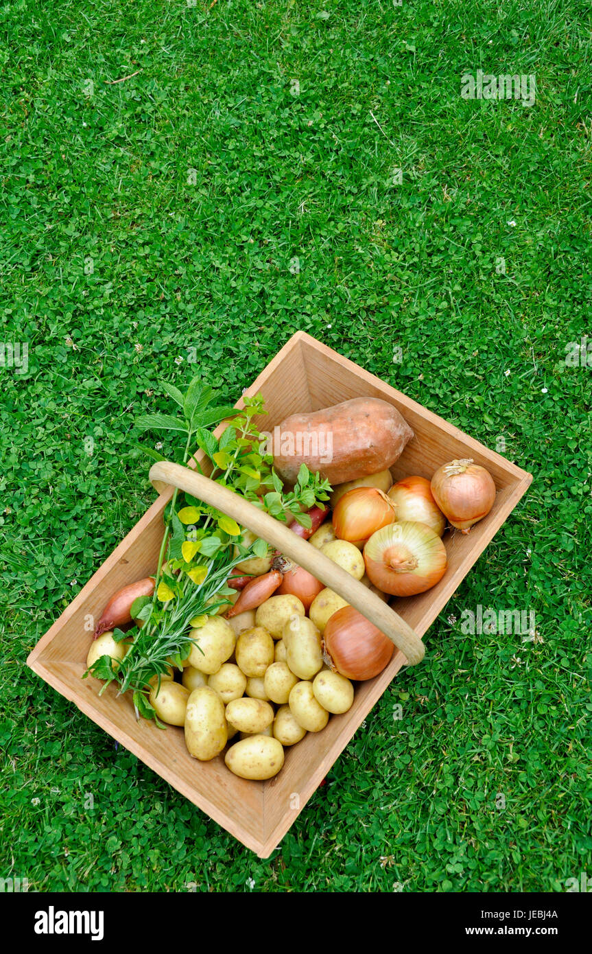 vegetables in garden trug Stock Photo - Alamy