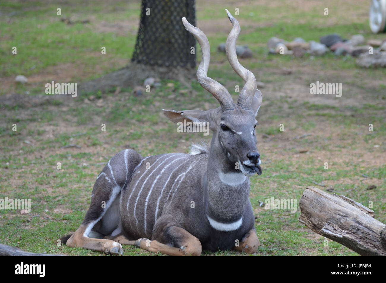 Kudu horns hi-res stock photography and images - Alamy