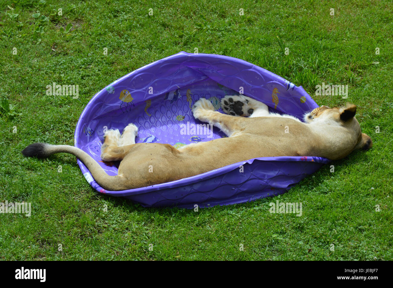 Lion sleeping in a plastic pool Stock Photo - Alamy