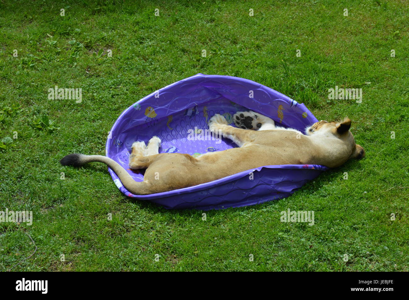 Lion sleeping in a plastic pool Stock Photo - Alamy