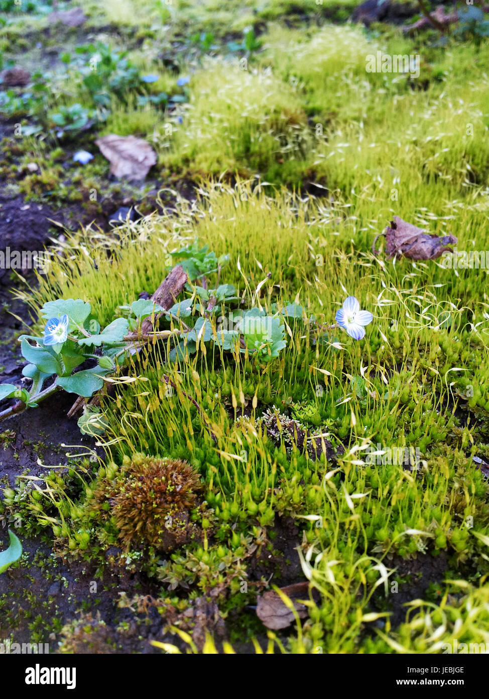 Moss And Blue Flowers In It Stock Photo - Alamy
