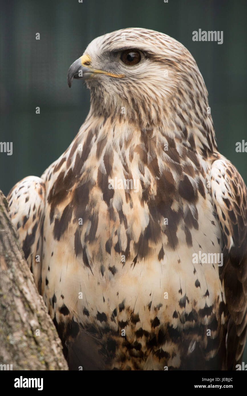 Rough legged Hawk Stock Photo - Alamy