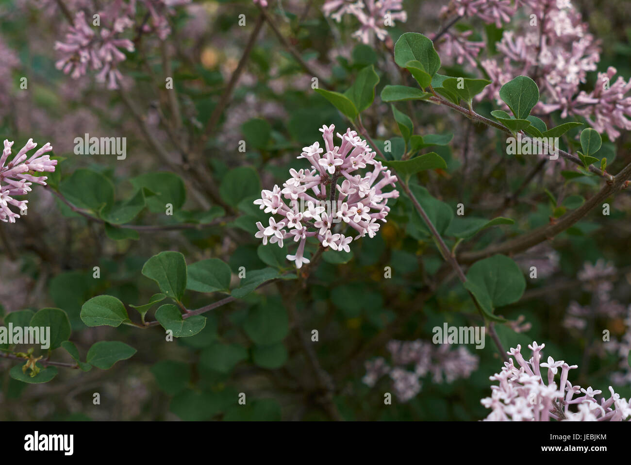 Syringa pubescens subsp. Microphylla Stock Photo - Alamy