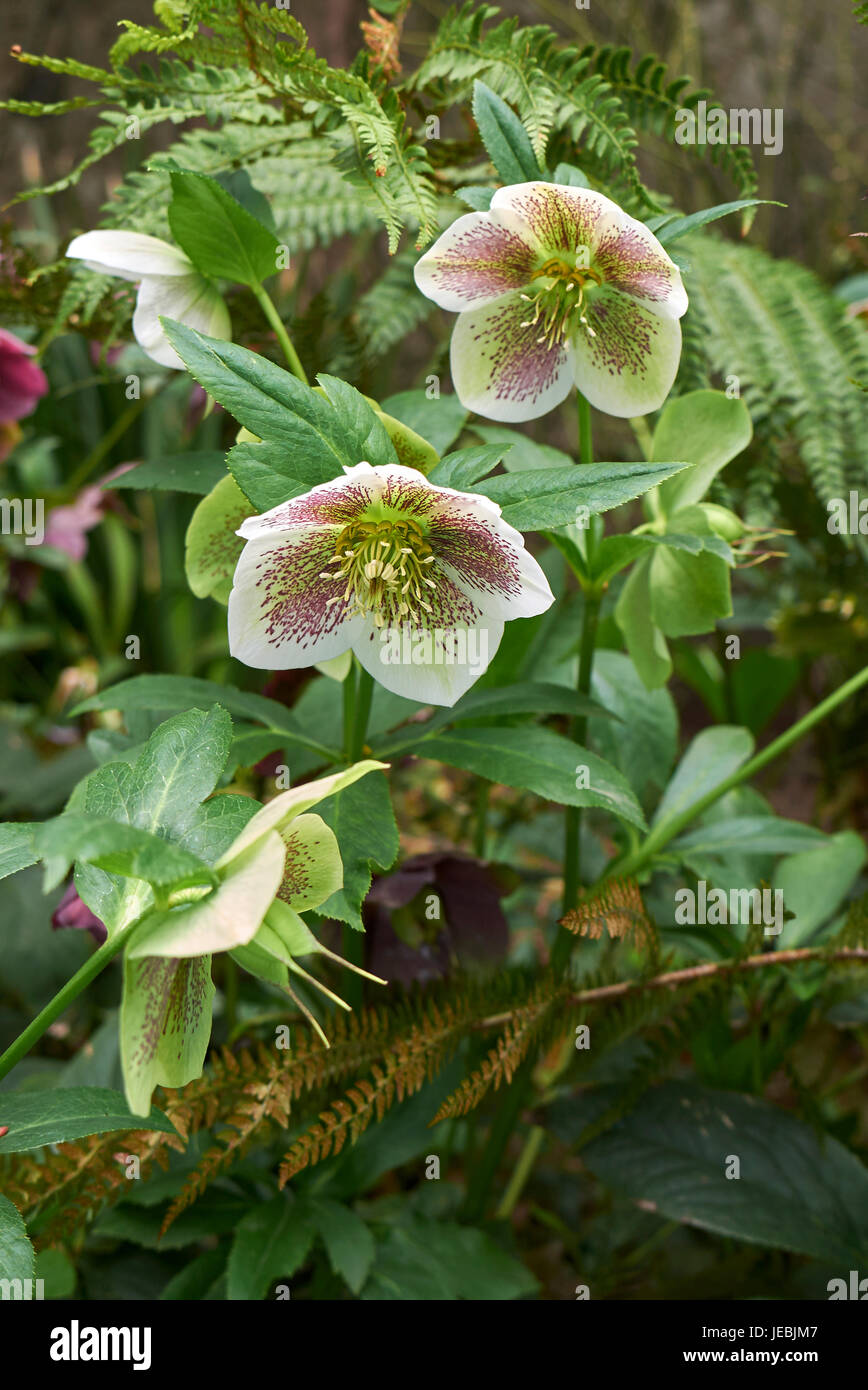 Helleborus hi-res stock photography and images - Alamy
