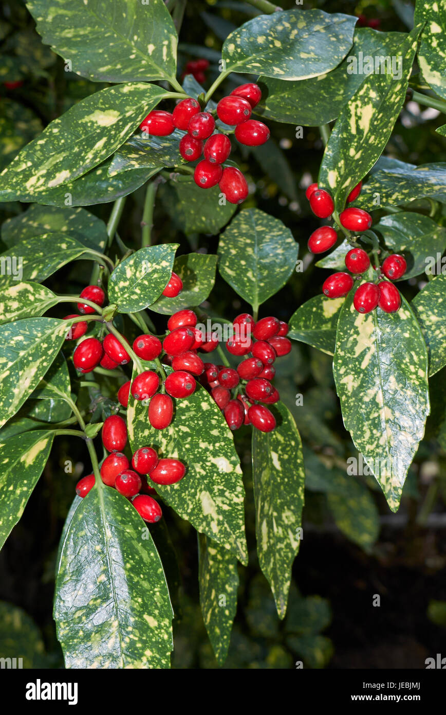 Aucuba japonica hi-res stock photography and images - Alamy