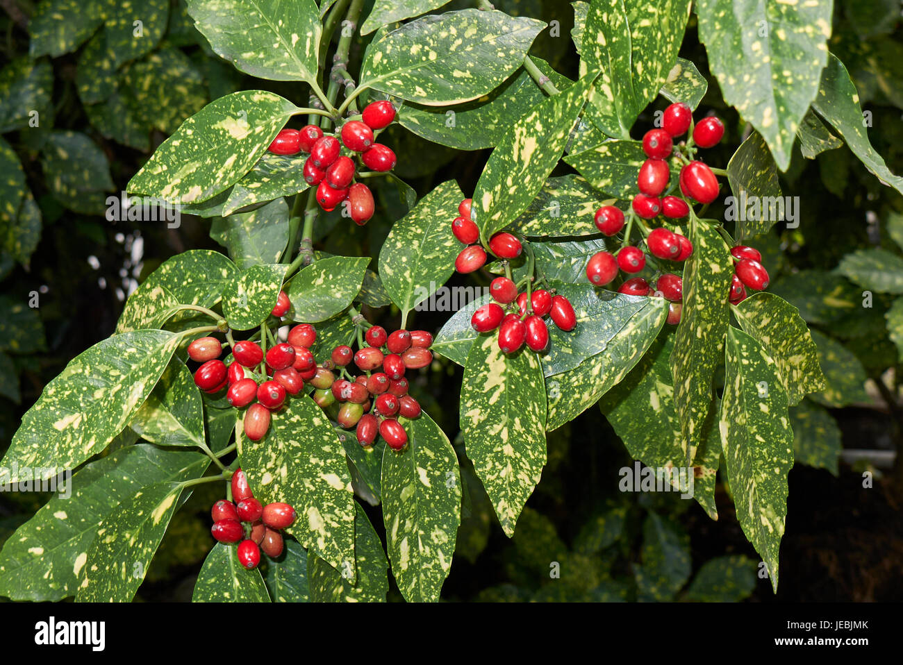 Aucuba japonica hi-res stock photography and images - Alamy