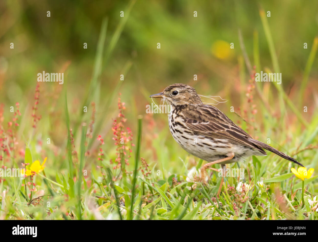 Meadow pipit flight hi-res stock photography and images - Alamy