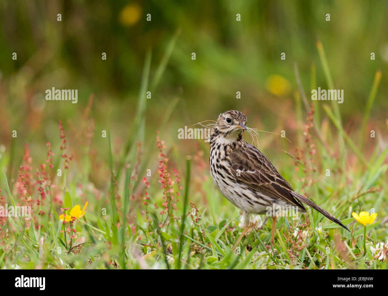 Adult male with nesting material hi-res stock photography and images ...