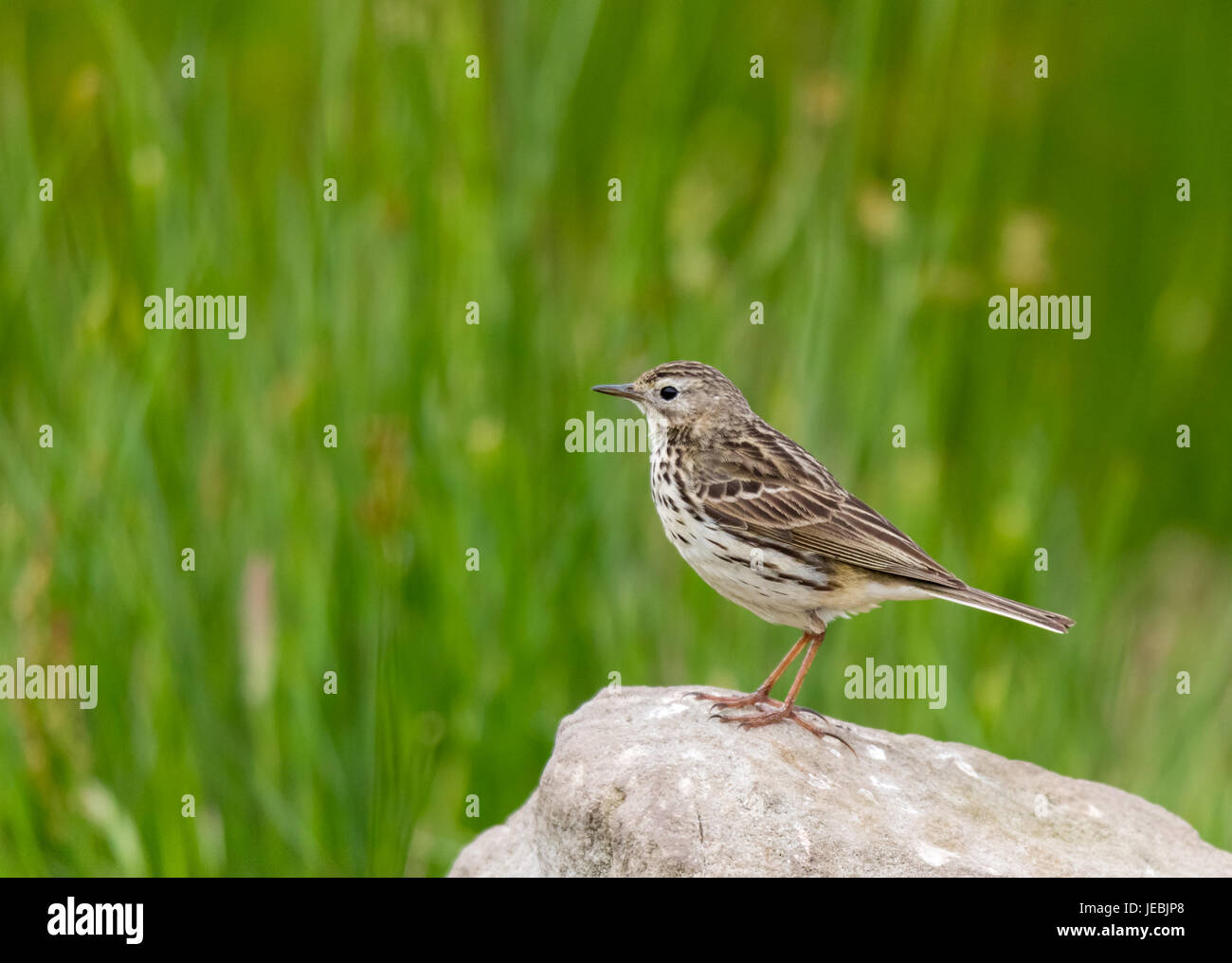 Brown titlark hi-res stock photography and images - Alamy
