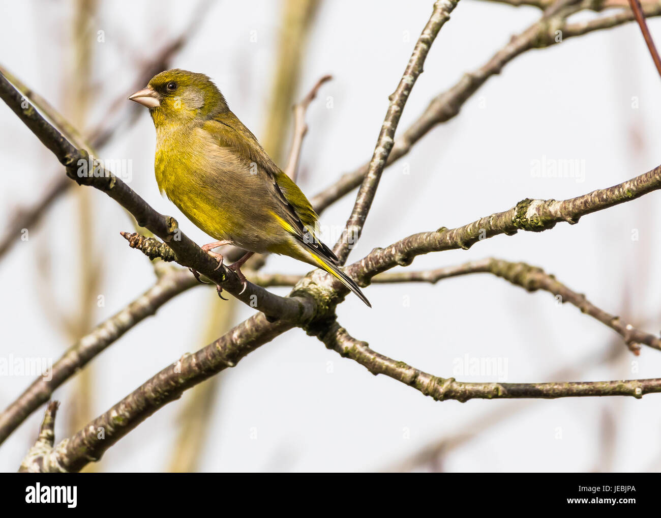 Perching greenfinch photos hi-res stock photography and images - Alamy