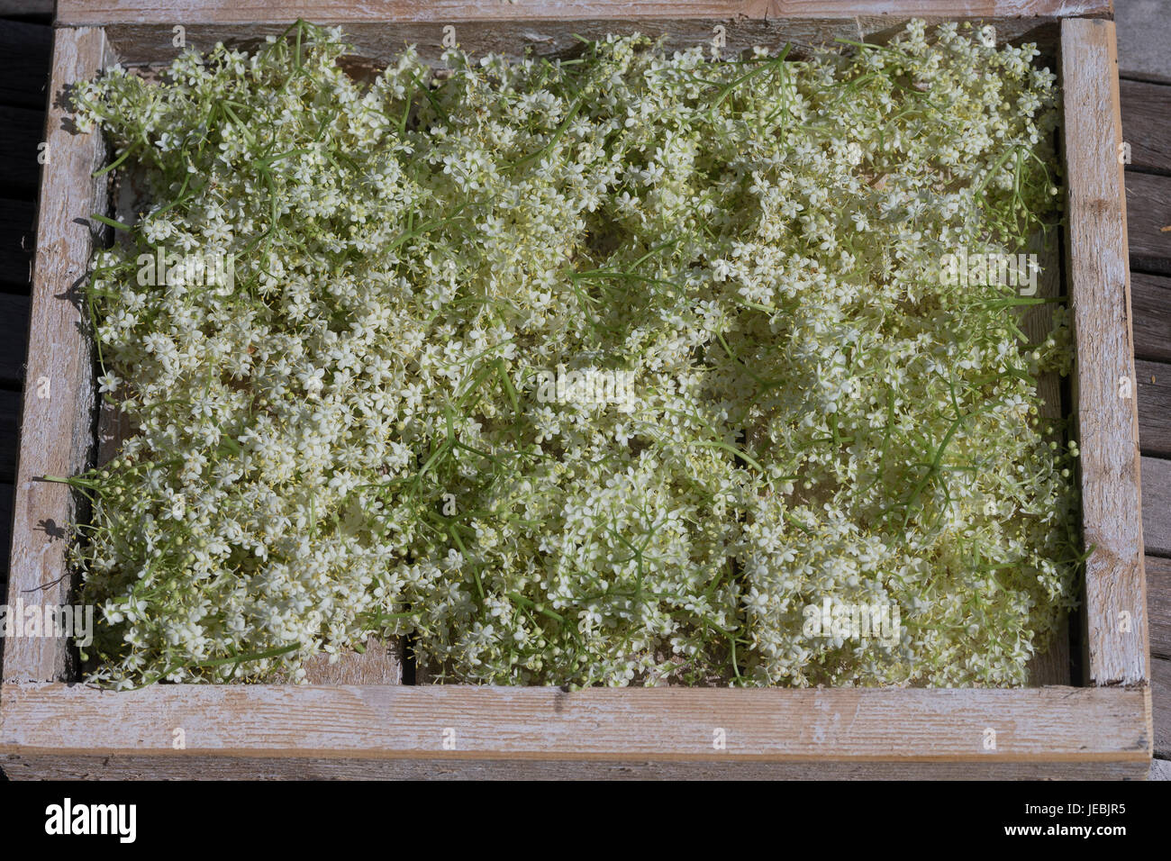 Holunderblüten, Holunderblüte, Holunder-Blüte, Blüten, Ernte ...