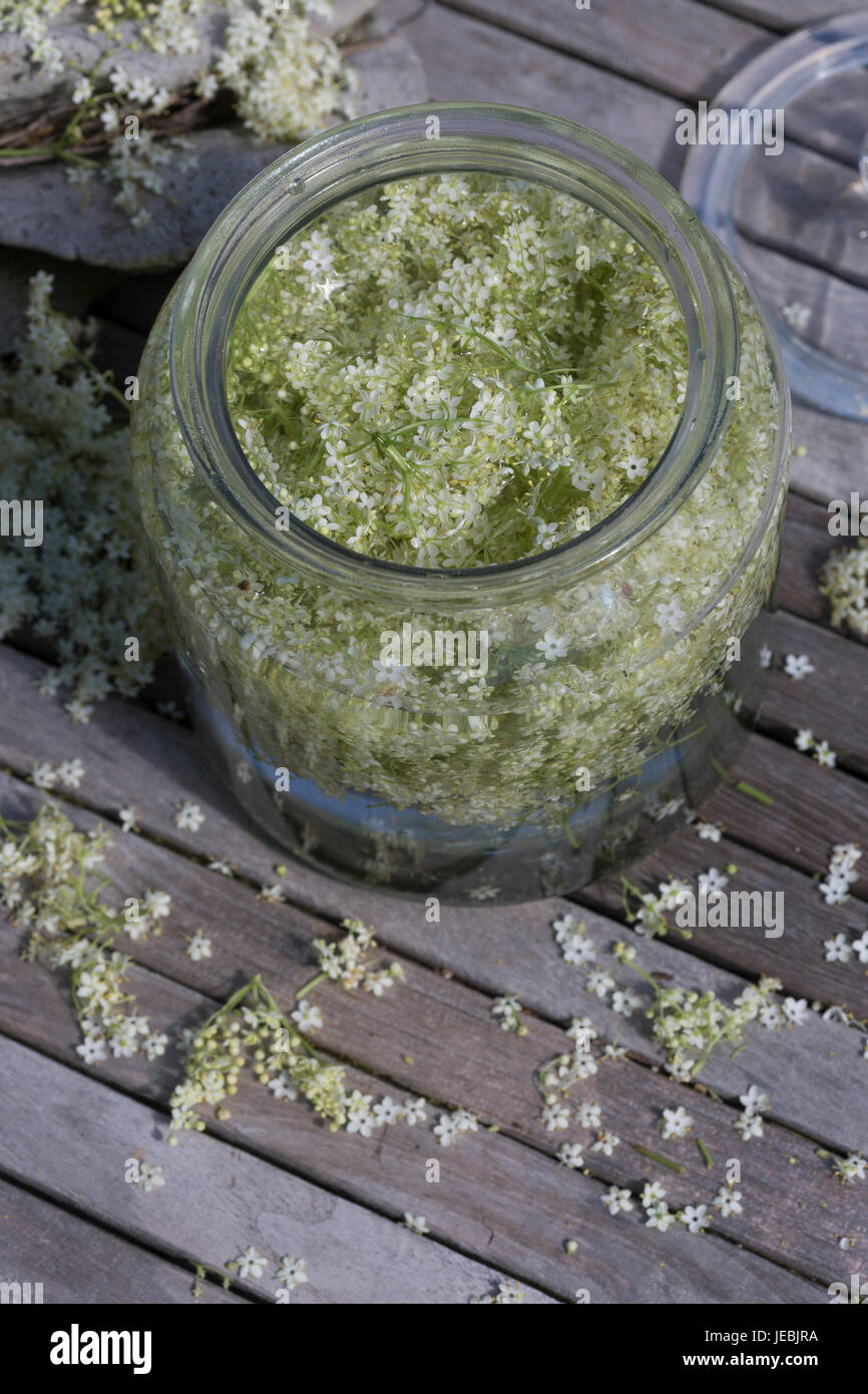 Holunderblüten-Sirup, Holunderblütensirup, Sirup aus Holunderblüten ...