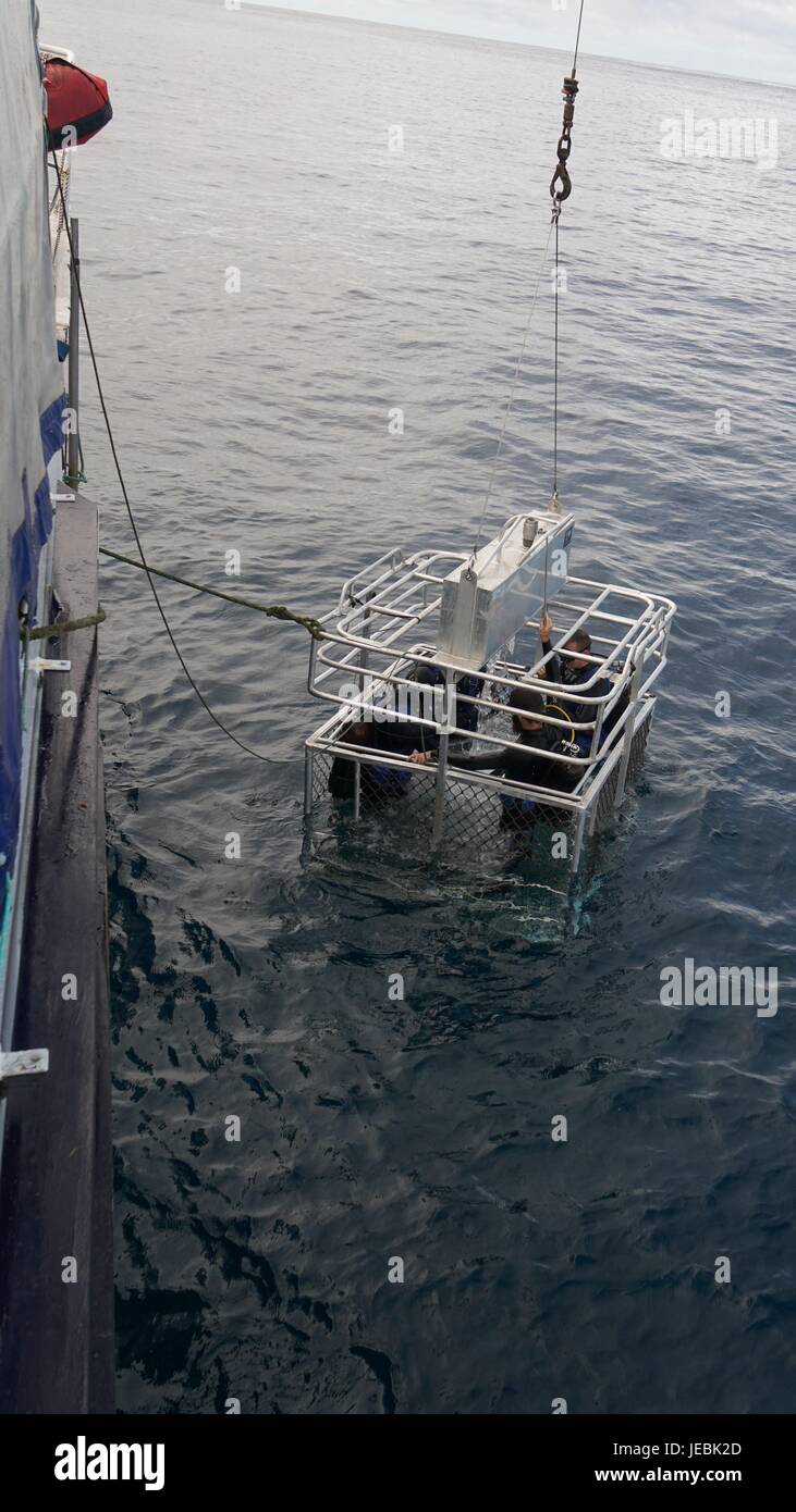 Great White Shark Cage Diving in Neptune Islands, South Australia Stock ...