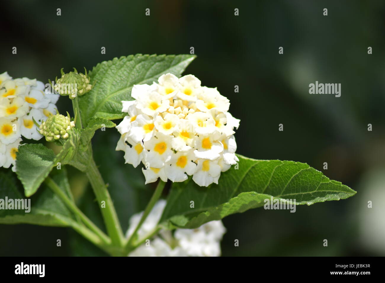 Flowerstalking hi-res stock photography and images - Alamy