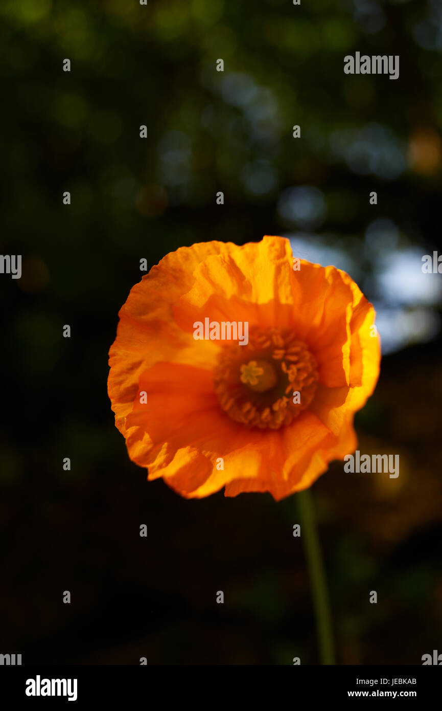 Orange poppy hi-res stock photography and images - Alamy