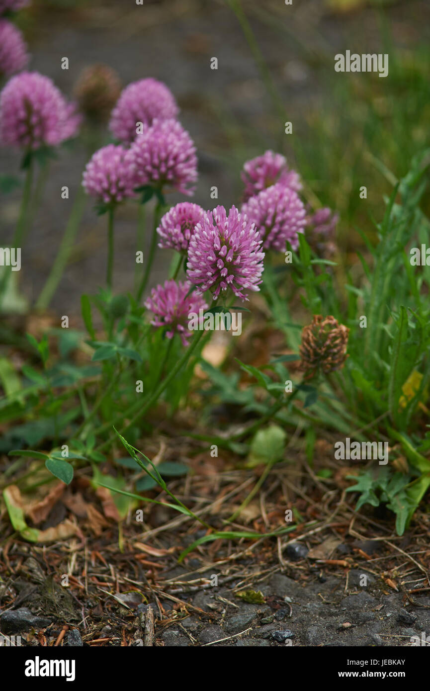 pink clover flowers Stock Photo - Alamy