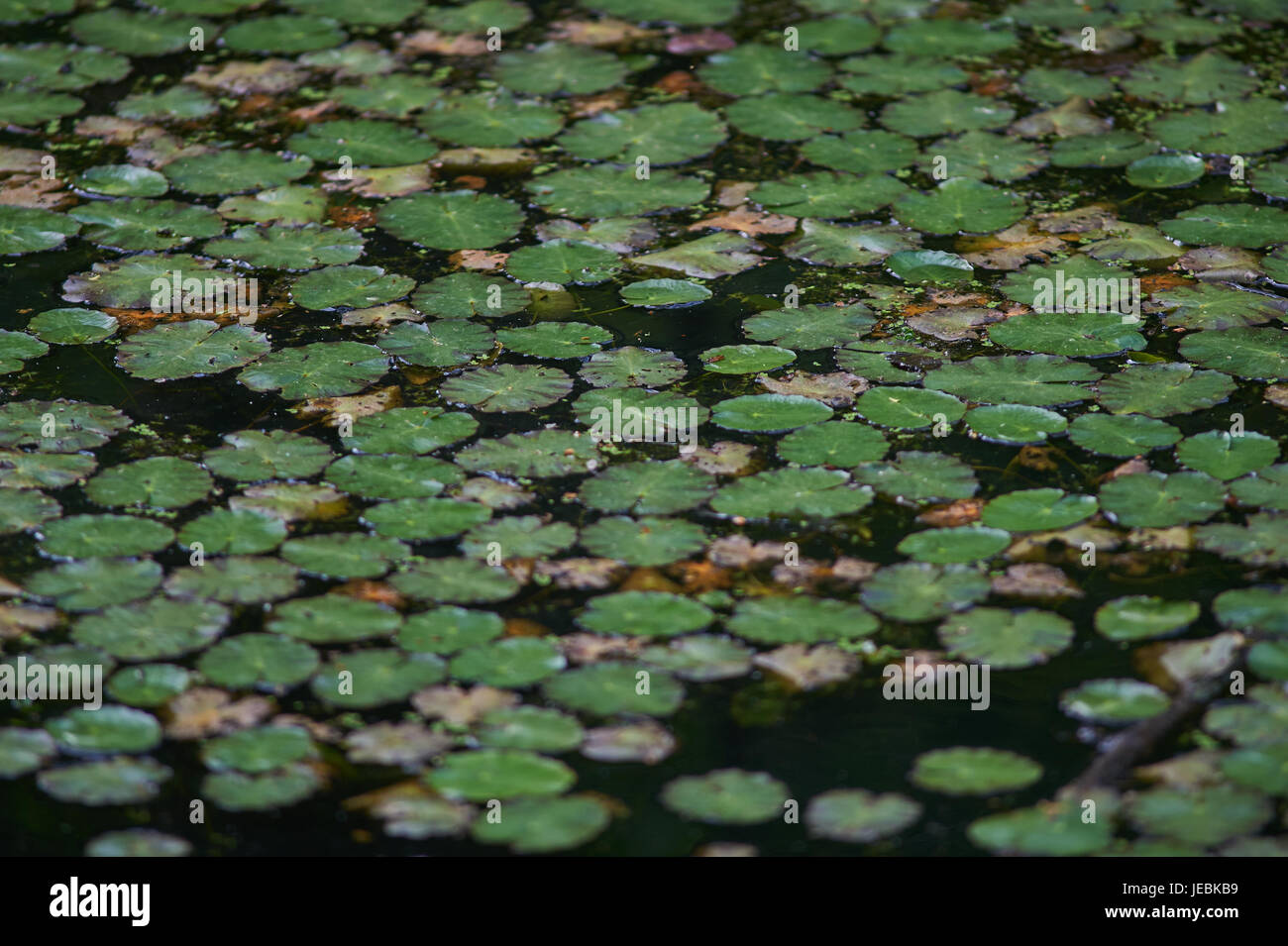 Lilypad wallpaper hi-res stock photography and images - Alamy