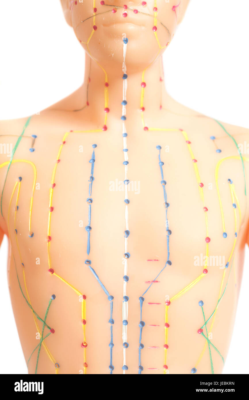 Medical acupuncture model of human isolated on white background Stock ...