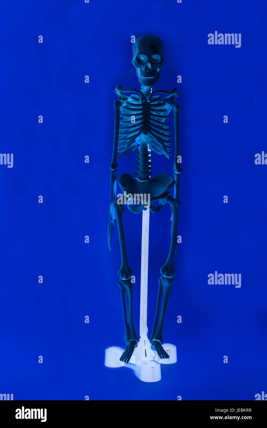 Human skeleton on blue background Stock Photo - Alamy