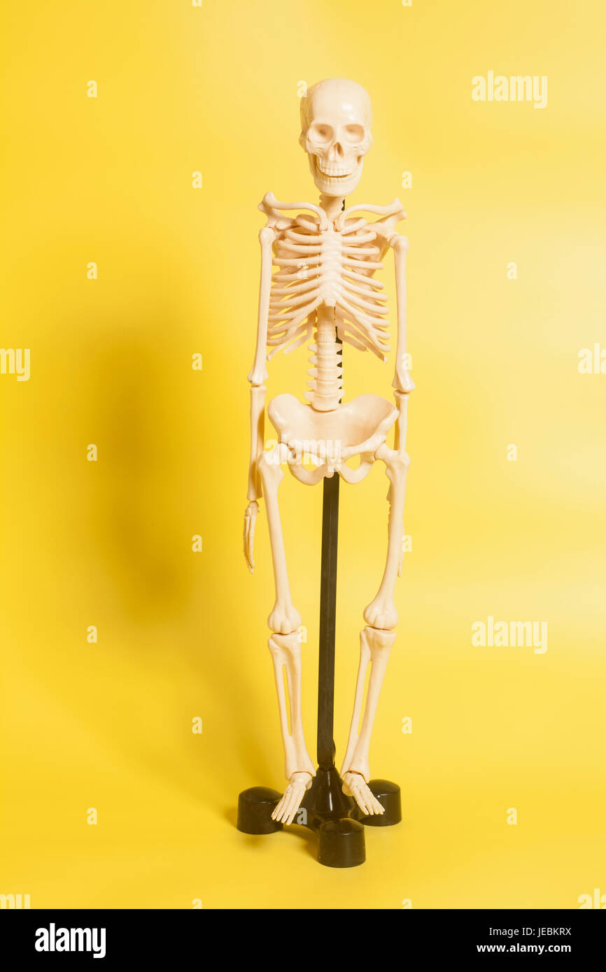 Human skeleton on yellow background Stock Photo - Alamy