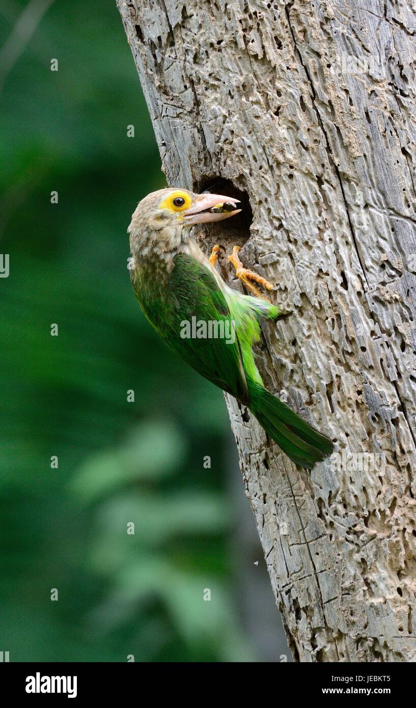 beautiful Lineated Barbet (Megalaima lineata) feeding its chick Stock ...