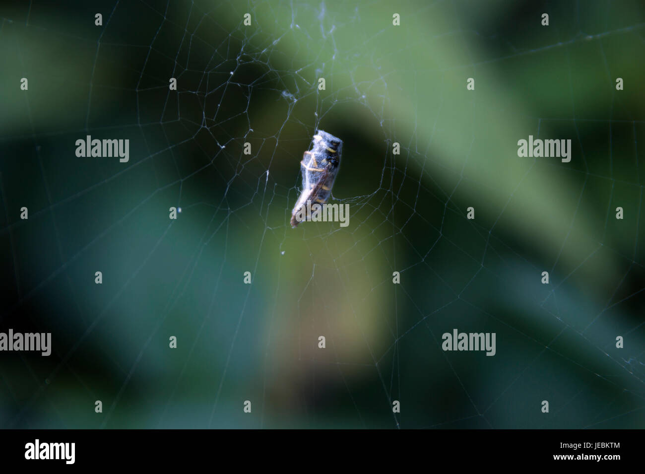 wasp captured in a spider web Stock Photo - Alamy